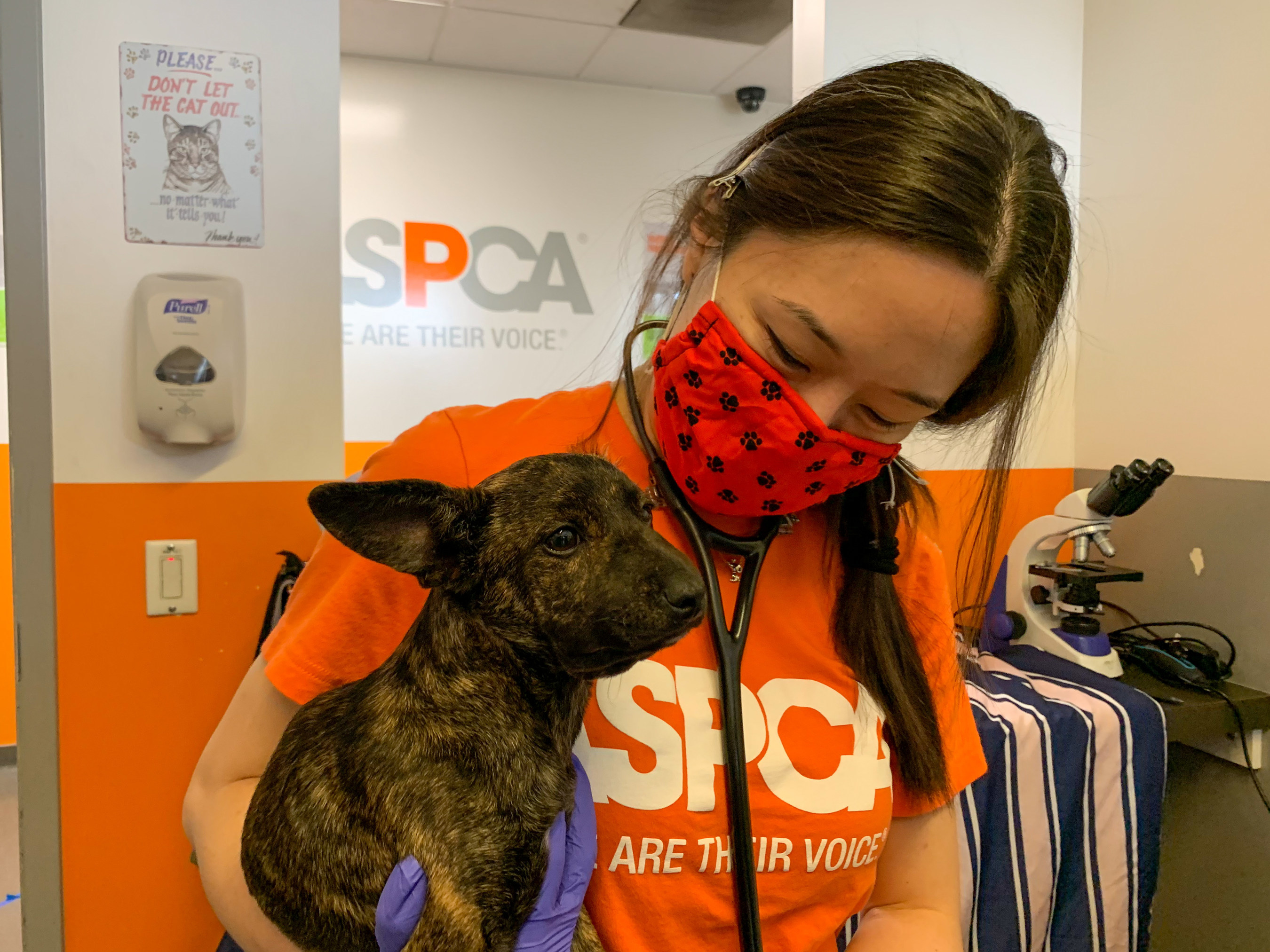 City Life Org - New ASPCA Survey Shows Overwhelming Majority of Dogs ...