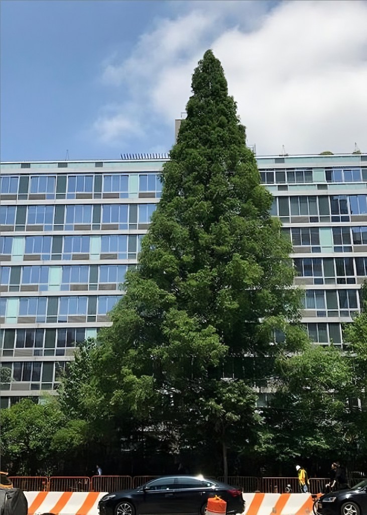 City Life Org - First New “Great Trees” List Since 1985 Honoring The ...