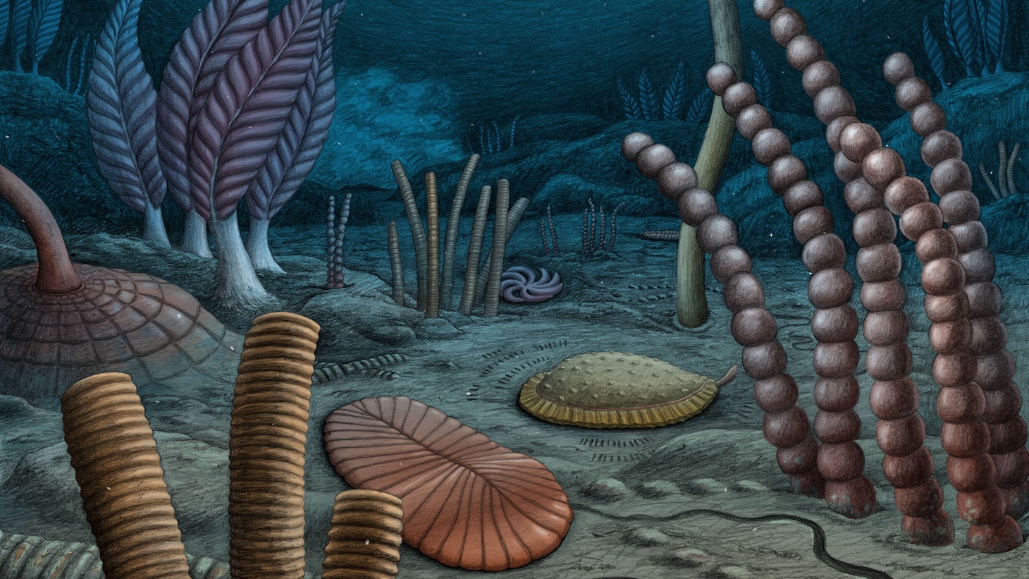 City Life Org - Discovery of New Fossils in Northwest Canada Changes ...